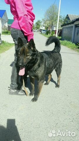 Пес на охрану