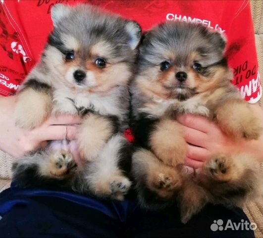 Доставка. Мраморные мишки