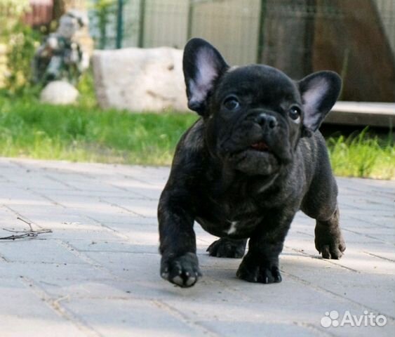 Маленький джентельмен