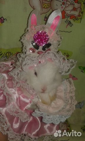 Декоративные крольчата красотули