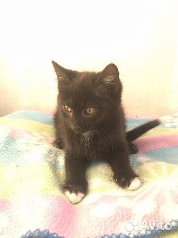 Котёнок пушистый