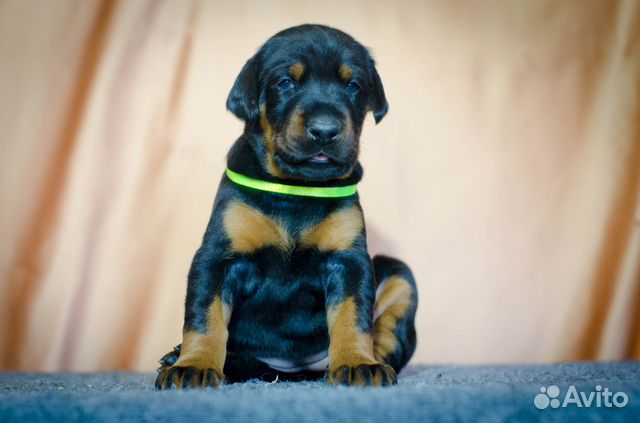 Питомник доберманов предлагает к продаже ч\п и к\п