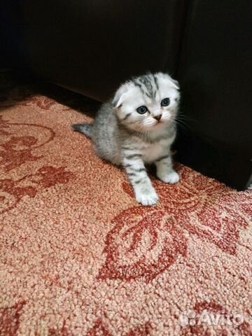 Британские котята+корм в подарок