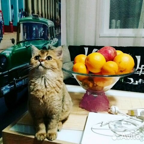 Вязка, Британец, золотая шиншилла