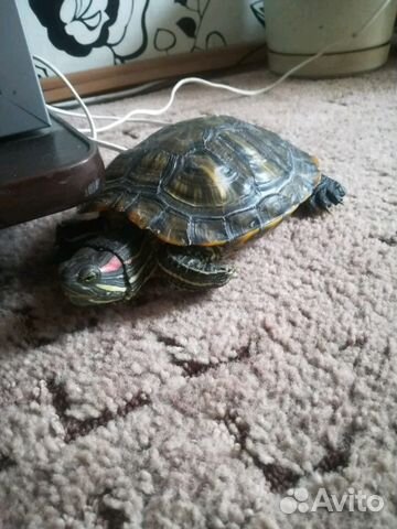 Отдам красноухую черепаху