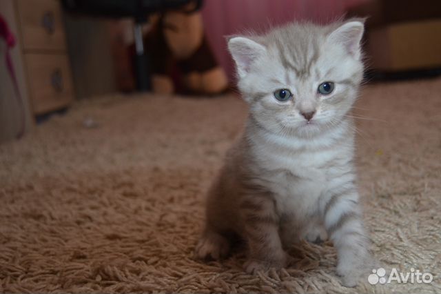 Бриташки Очаровашки