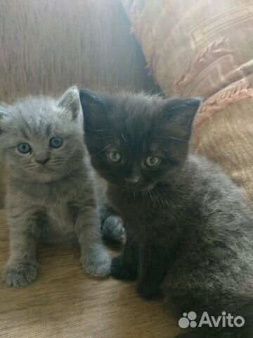 Милые британские котята