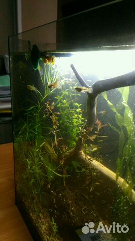 Самки гуппи