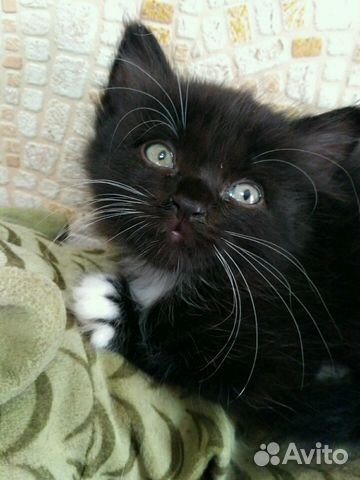 Пушистые антидепрессанты