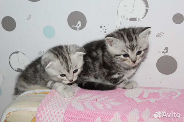 Котята шотландские