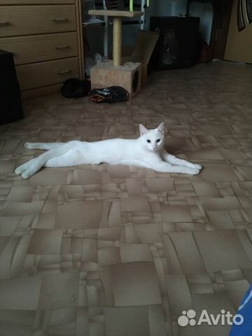 Нашёлся белый кот с голубыми глазами