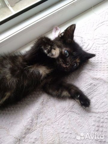 Пушистая "черепашка" ищет хозяев