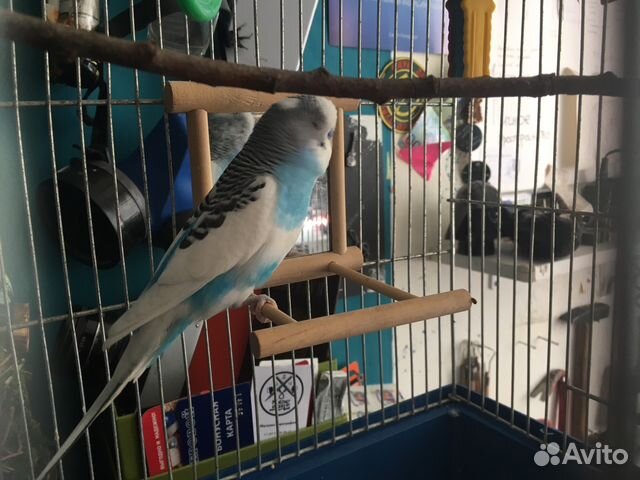 Попугайчик птенец волнистый для приручения