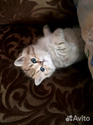 Британский котенок