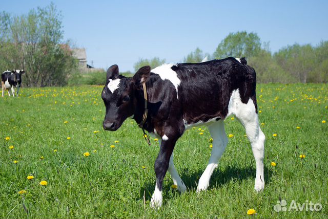 Продаю тёлочку 2-месячную и полуторагодовалую