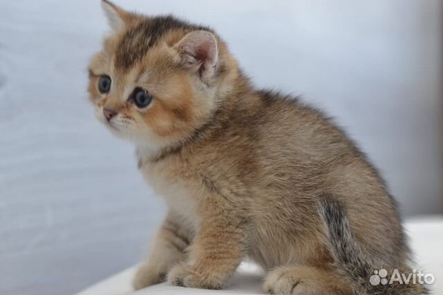 Помет британских котят