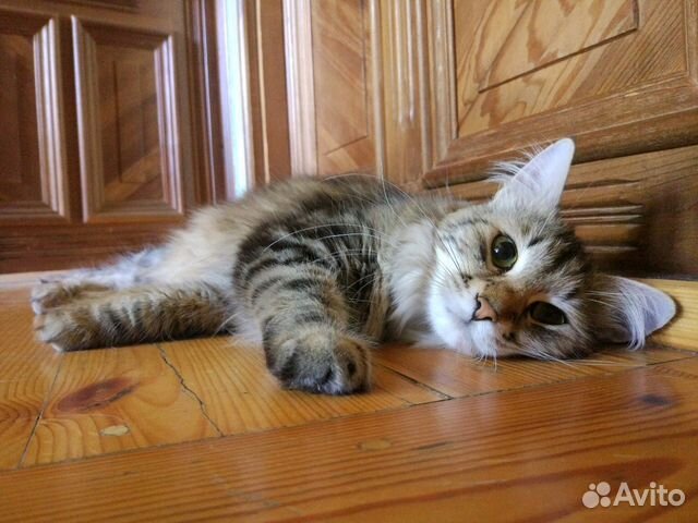 Сибирская кошка