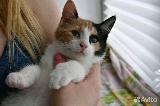 Котенок в добрые руки