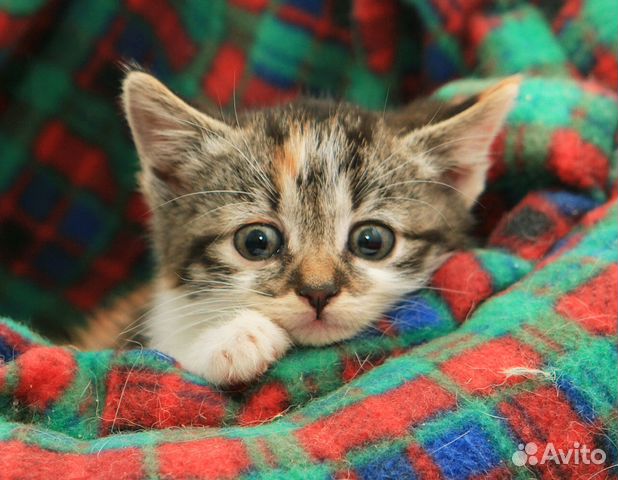 Котята девочки