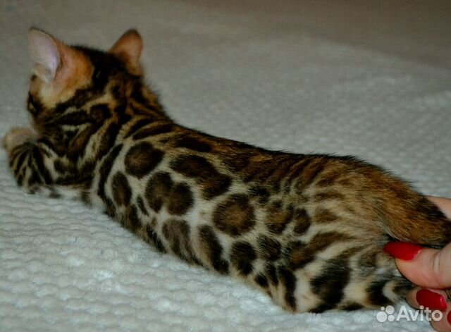 Малыши бенгалята