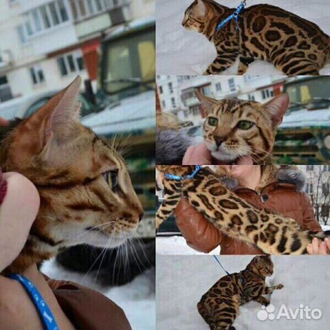 Бенгальские чистокровные котята