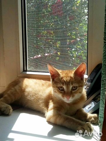 Жду своего хозяина