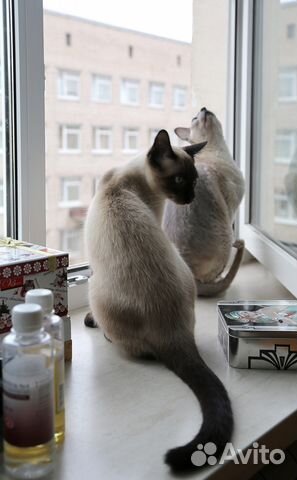 Продаётся тайский котик