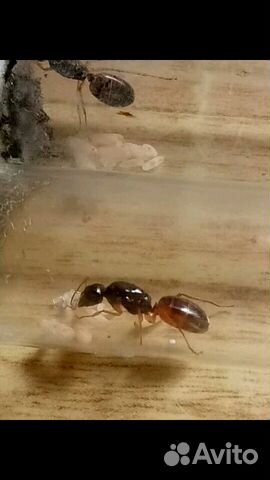 Колония Camponotus Turkestanus
