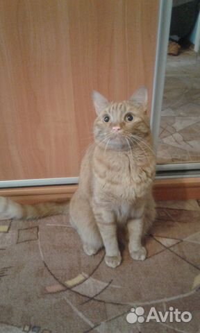 Отдам рыжую кошку в хорошие руки