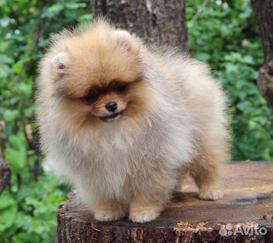 Очаровательные малыши