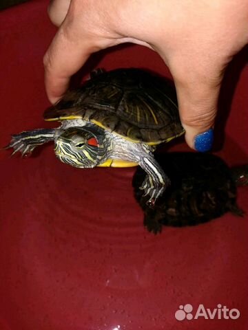 Черепаха