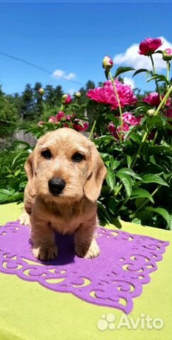 Таксенок мини жестик