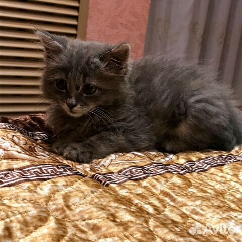 Малышь ищет дом