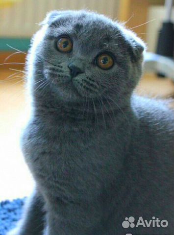 Молодая кошечка хочет котика)