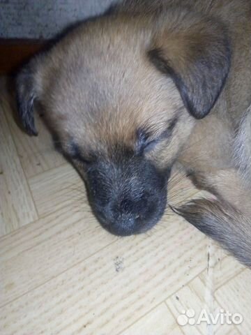 Отдам миленьких щеночков