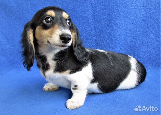 Маленькая красотка редкого окраса