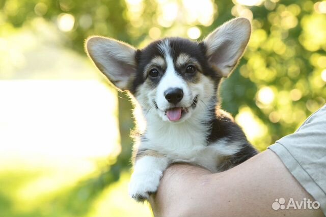 Щенок девочка Вельш корги пемброк