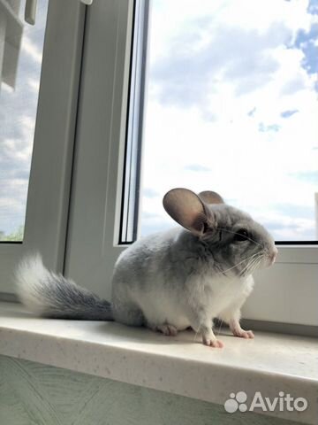 Шиншилла, 3 месяца, пепельно-дымчатый окрас