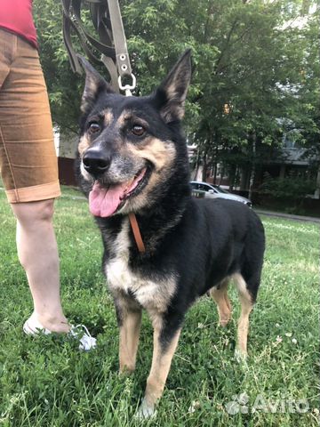 Восточноевропейская Овчарка Альма 7 лет в добрые р