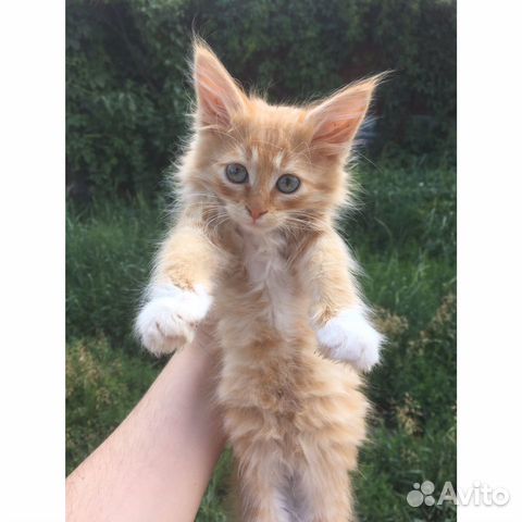 Хочет в семью и новый дом Чижуля