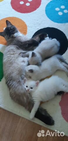 Котята Бирманской породы