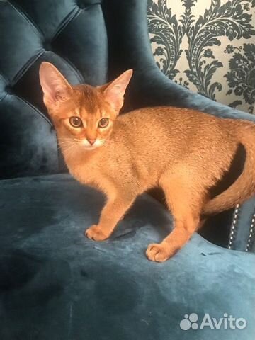 Шикарный абиссинский котёнок