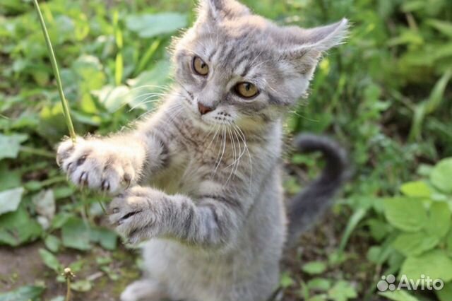 Котенок, кот, мальчик, окрас - вискас, кошки
