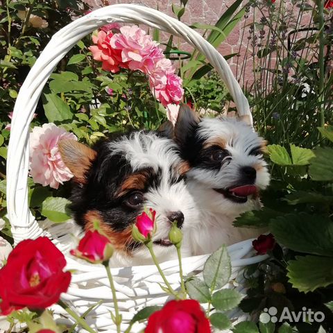 Бивер, 2,5 месяца