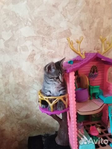 Отдам котенка