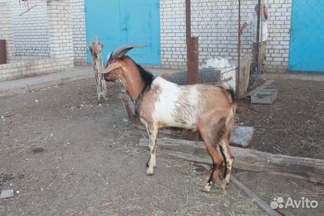 Процентные нубийские козлята