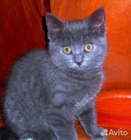 Девочка британка - умница и красавица