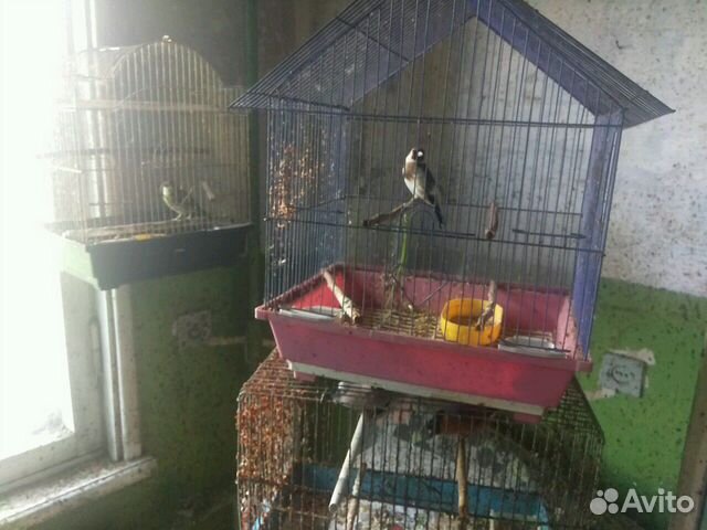 Клетка с птицами
