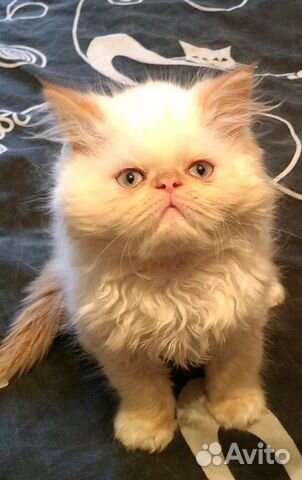 Персидский котенок