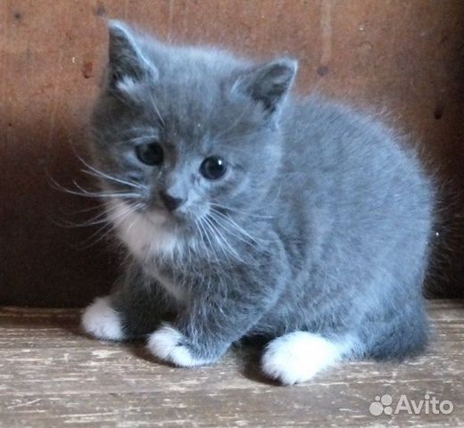 Серенький котенок (2 мес.)